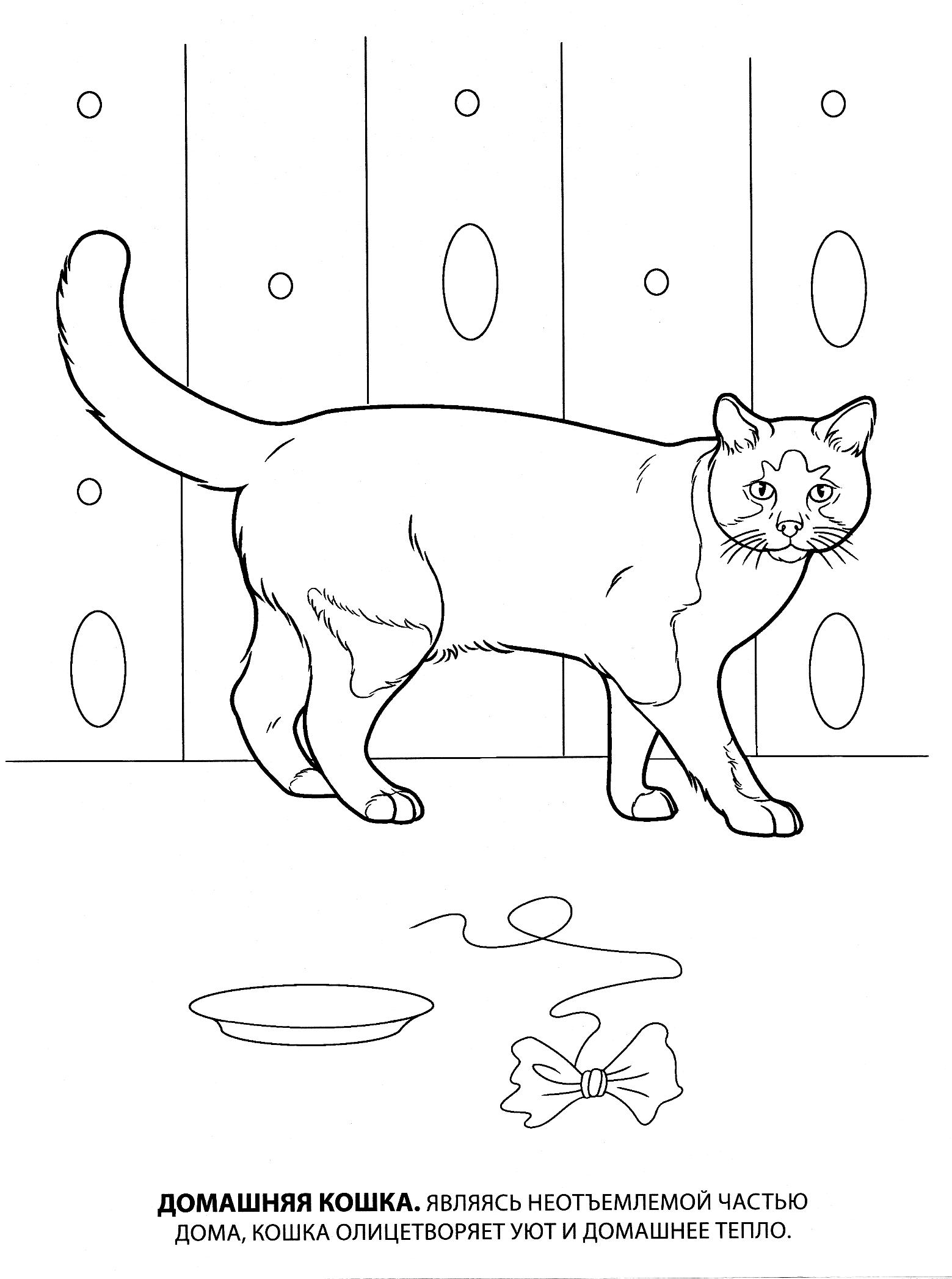 раскраски кошка